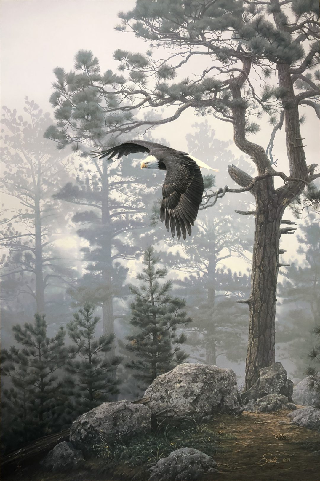 Shrouded Forest - Bald Eagle - NaturesScene