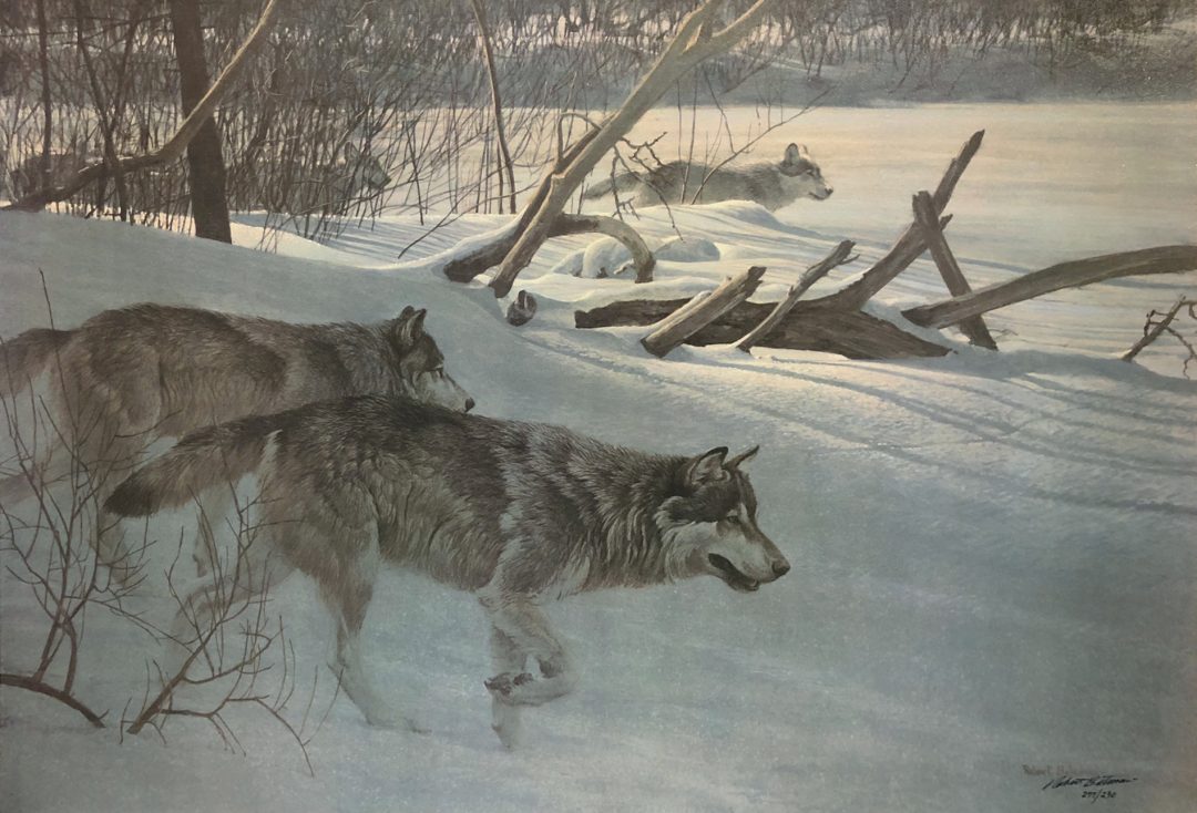 Wolfpack In Moonlight - NaturesScene