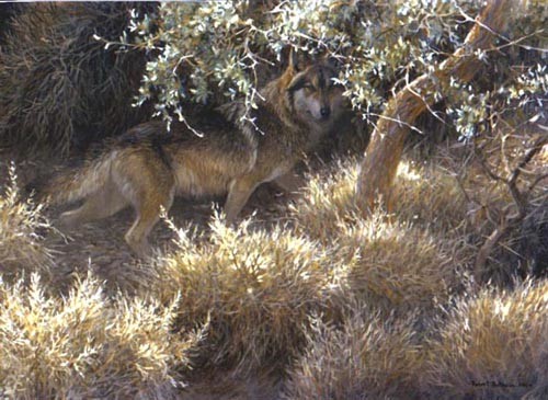 Sierra Evening Mexican Wolf - NaturesScene